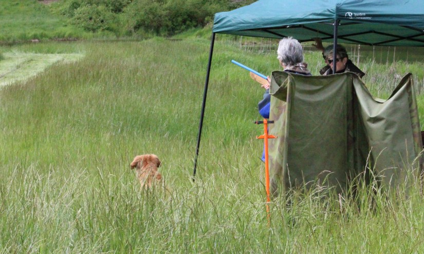 What is a AKC Hunt Test? – Sunny Skies Retrievers .LLC